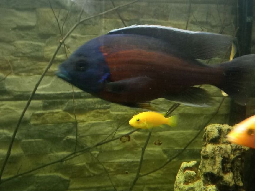 Малавийцы. Взрослый самец Каданго