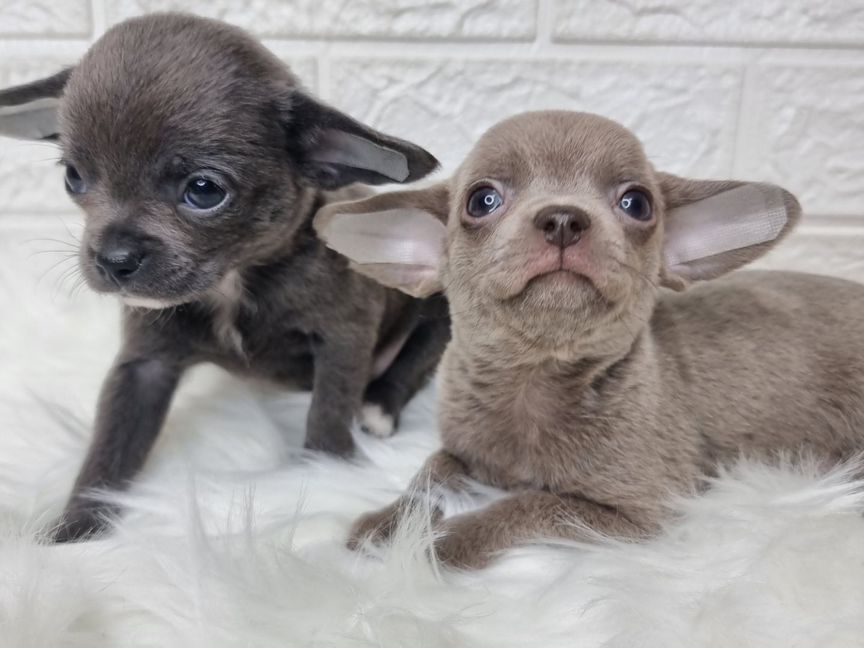 Братья чихуа голубой и лиловый