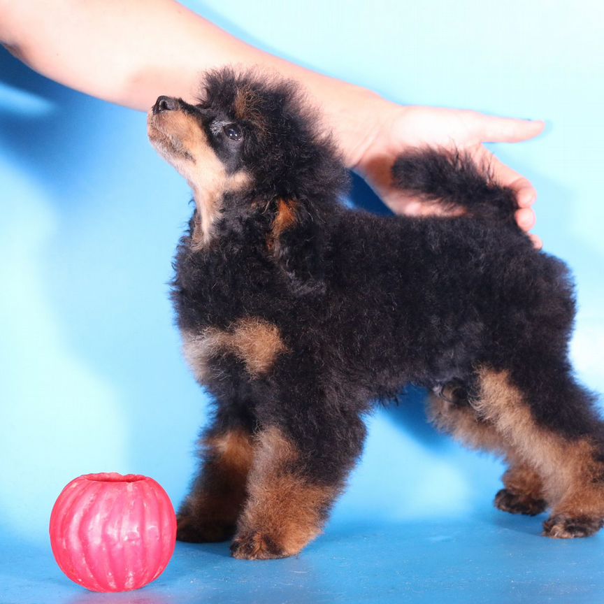 Той пудель черно подпалые щенки мальчики от 2х чем