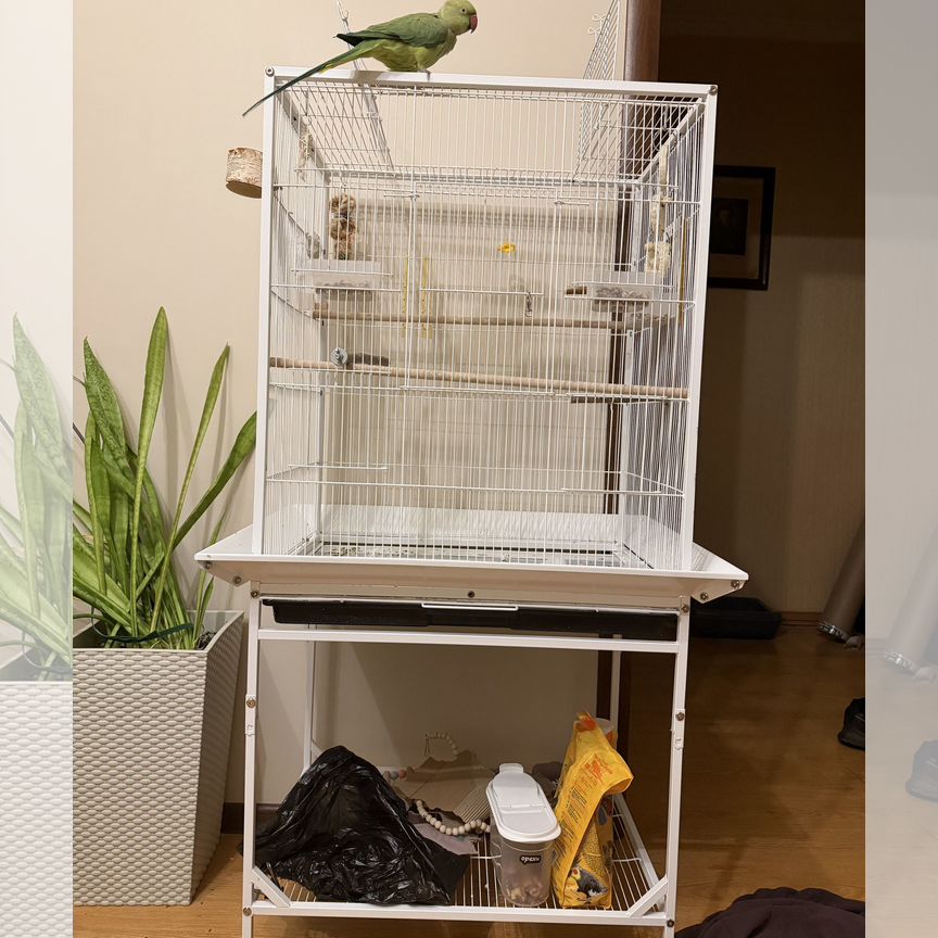 Ожереловый попугай с большой клеткой