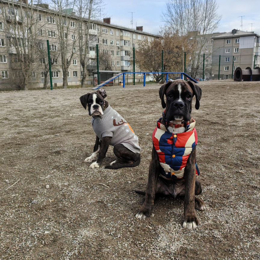 Щенки Боксера