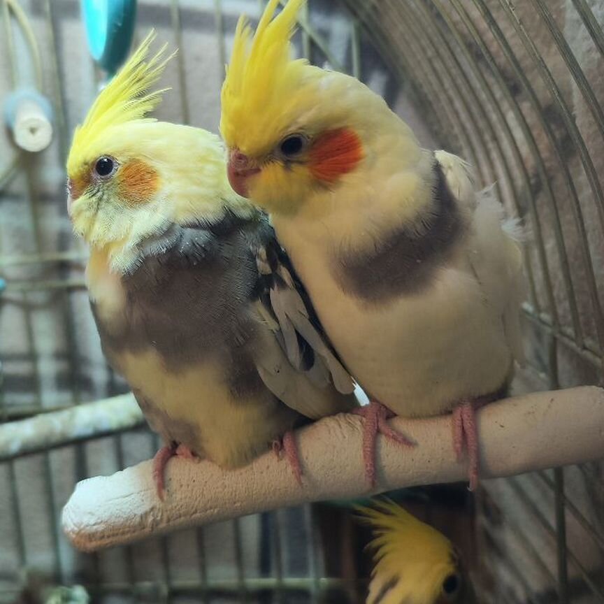 Попугай корелла птенцы