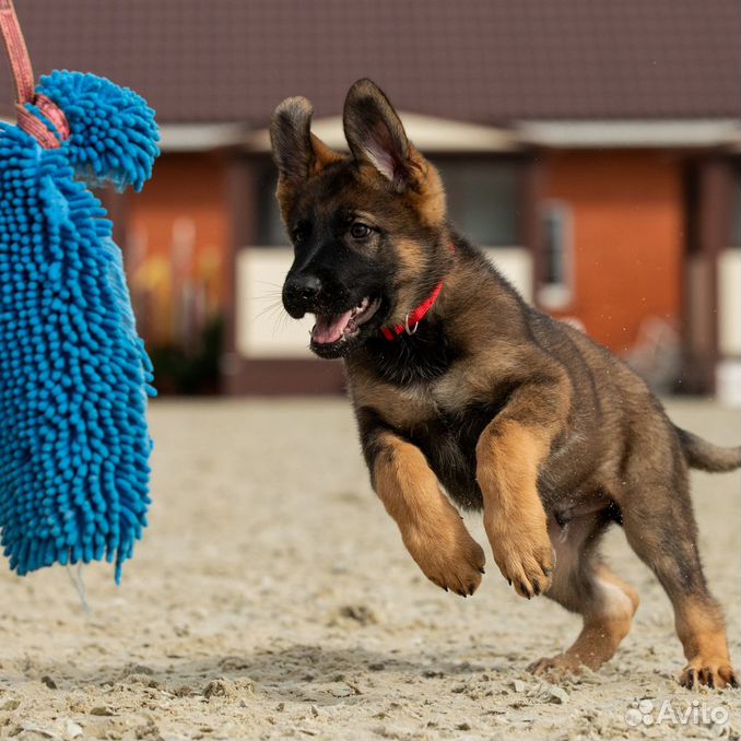 Щенок немецкой овчарки рр