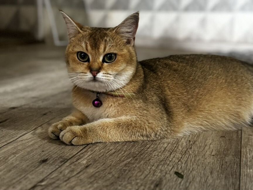 Кошка золотая шиншилла