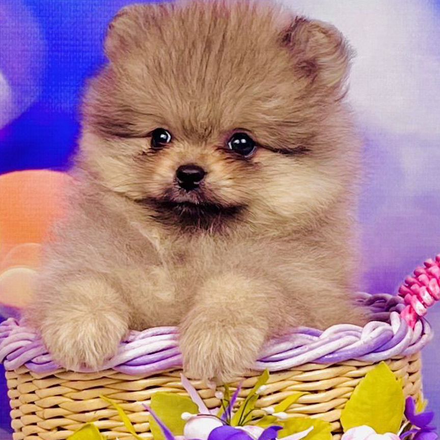 Померанский шпиц, щенок