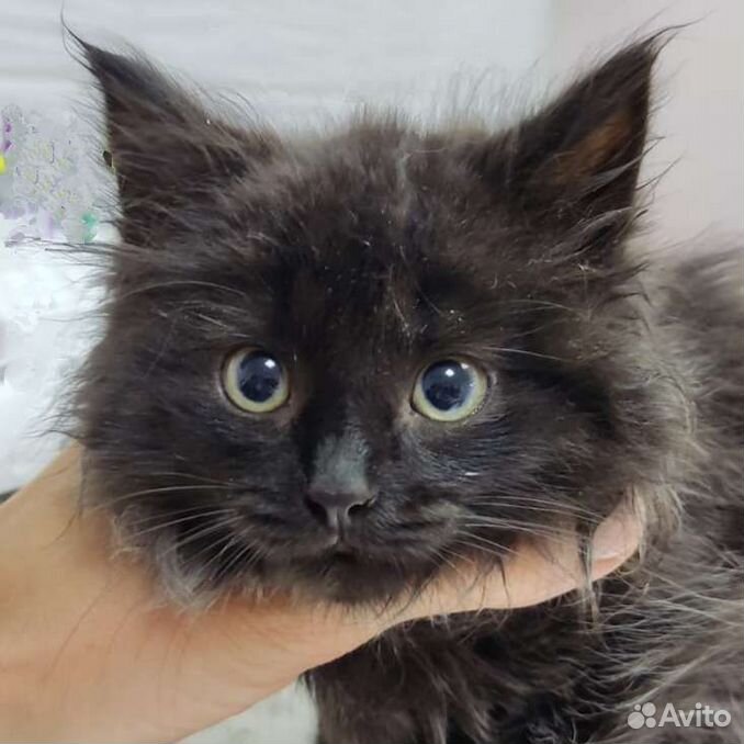 Котенок пушистый кошка в дар