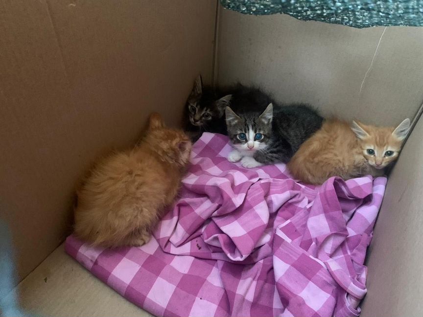 Котята в добрые руки бесплатно