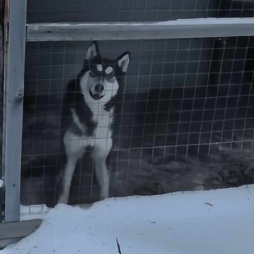 Западносибирская лайка, взрослый пёс