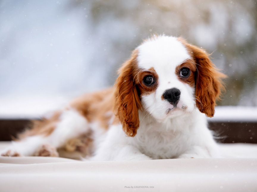 Мальчик Кавалер с документами