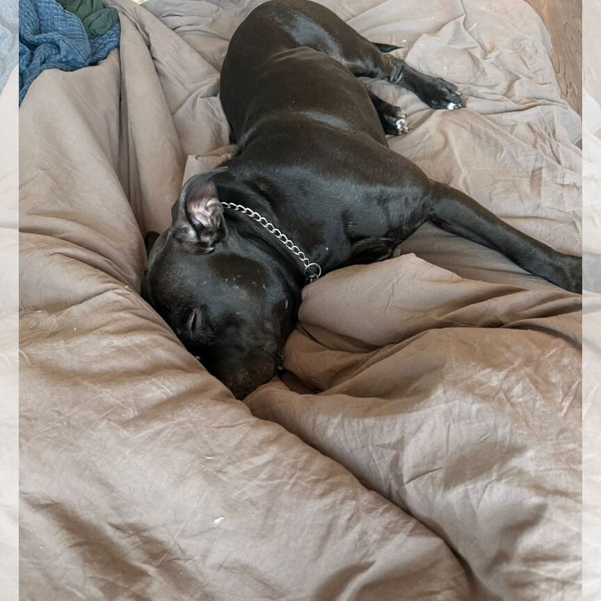 Американский питбультерьер, взрослый пёс