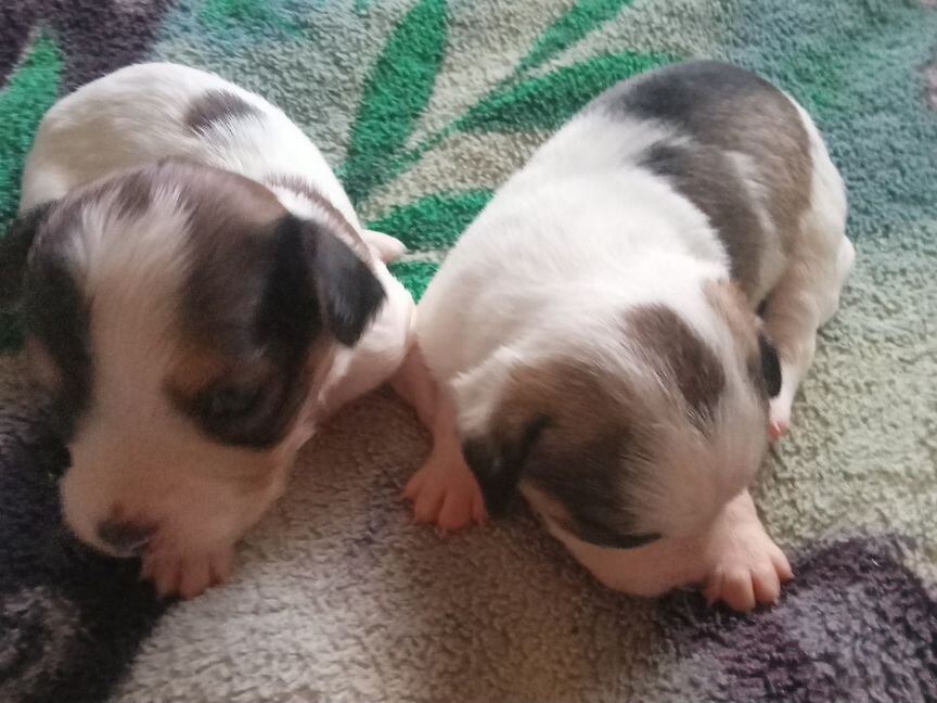 Щенки чихуахуа и той -терьер