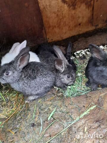 Продажа кроликов