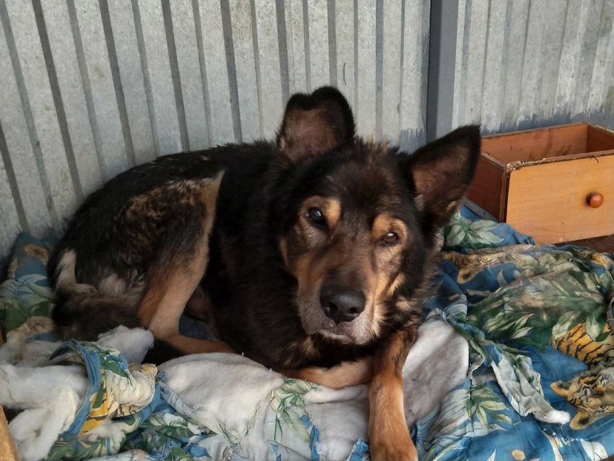 Найден пожилой пёсик