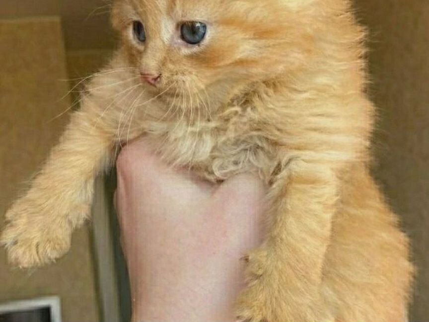 Котята ищут добрые ручки