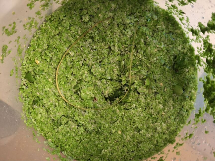 Ряска для черепах