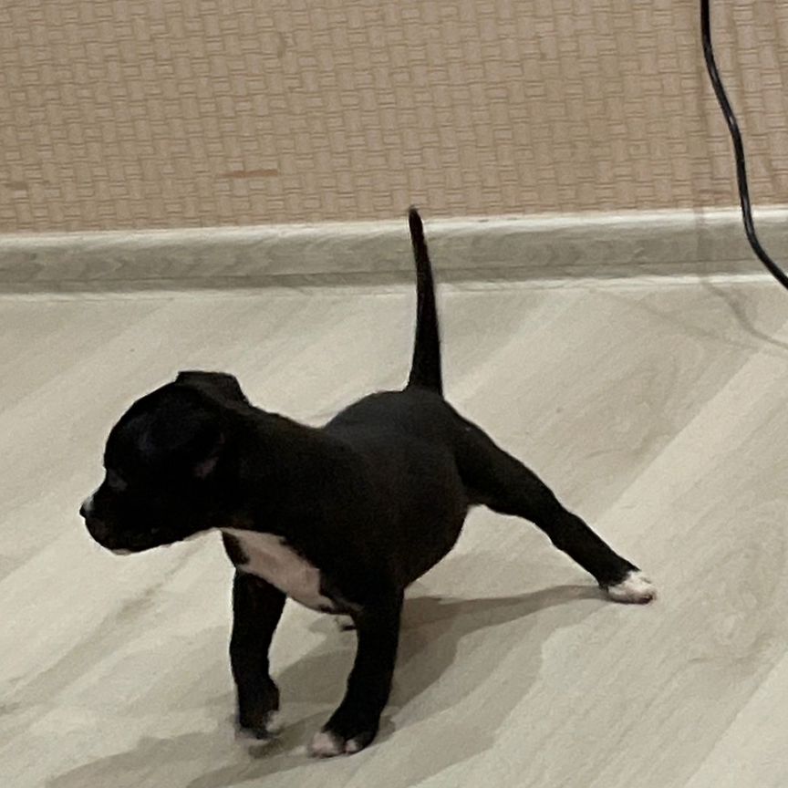 Американский питбультерьер, щенок