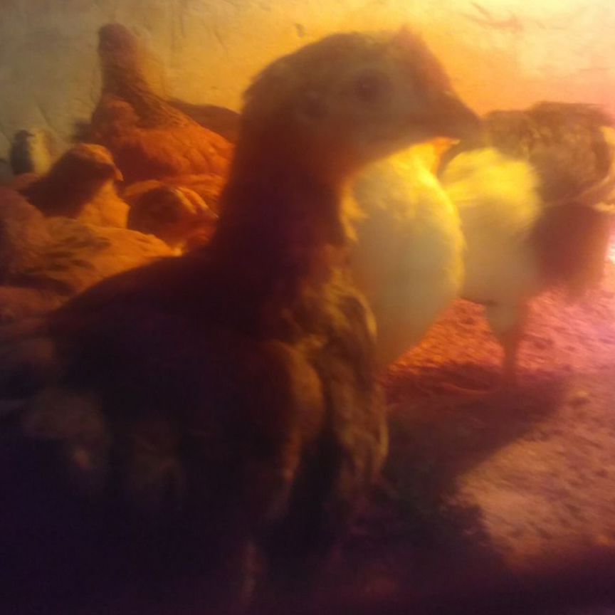 Месячные петушки