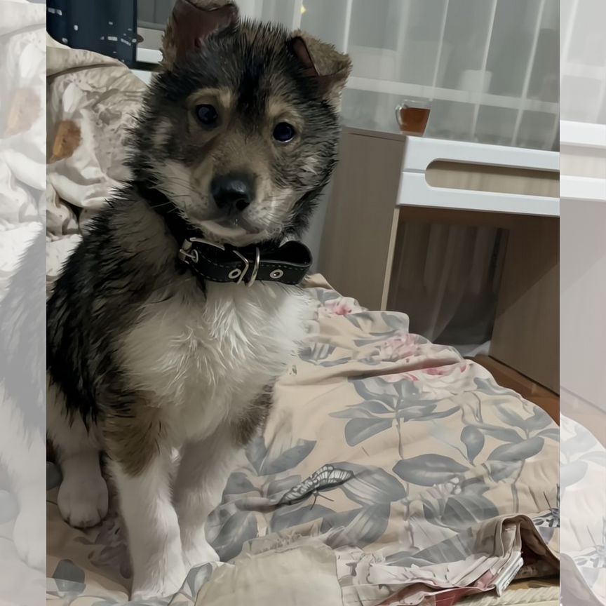 Щенок в добрые руки