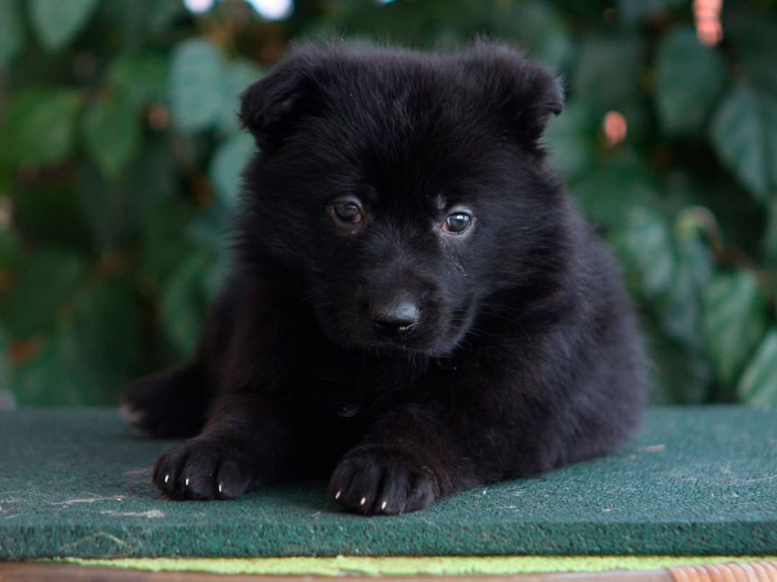 Немецкая овчарка щенок девочка