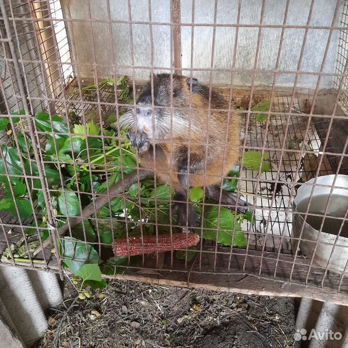 Нутрия самец