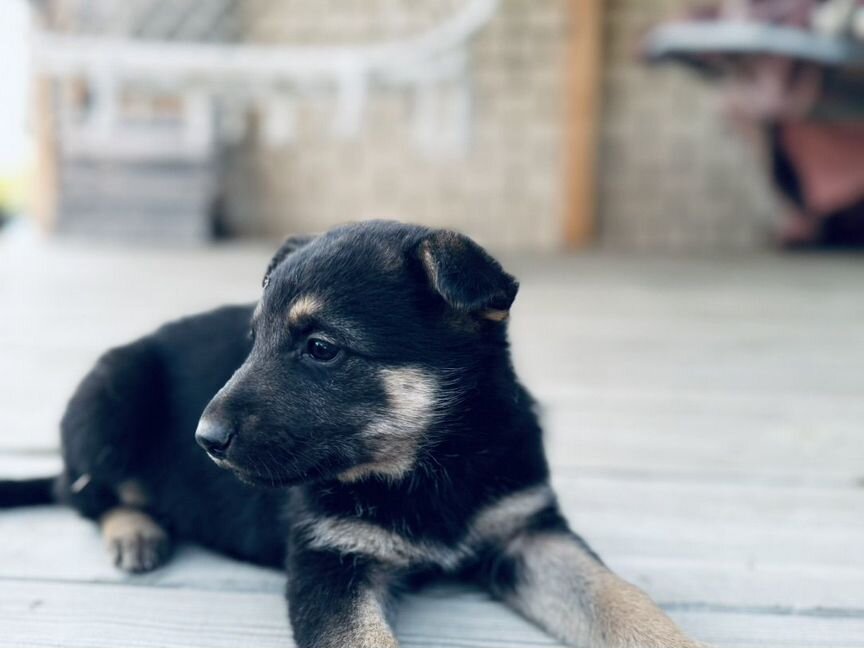 Щенки овчарки