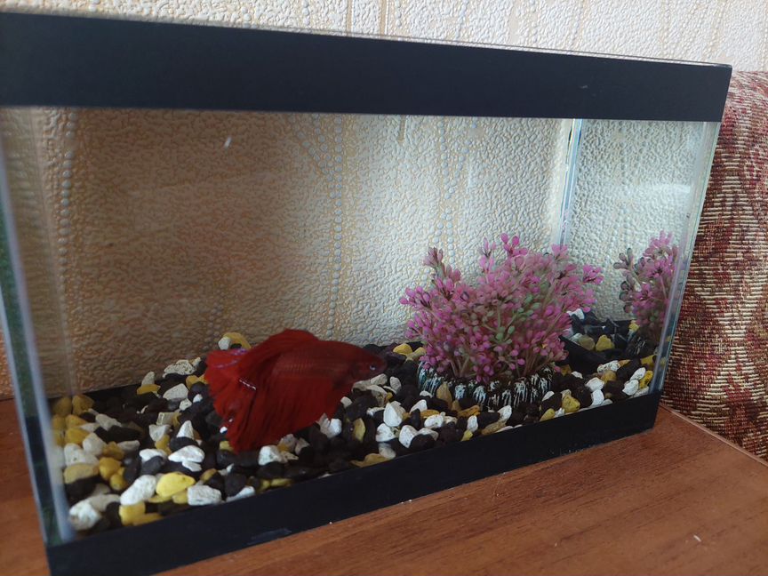 Рыбка с аквариумом