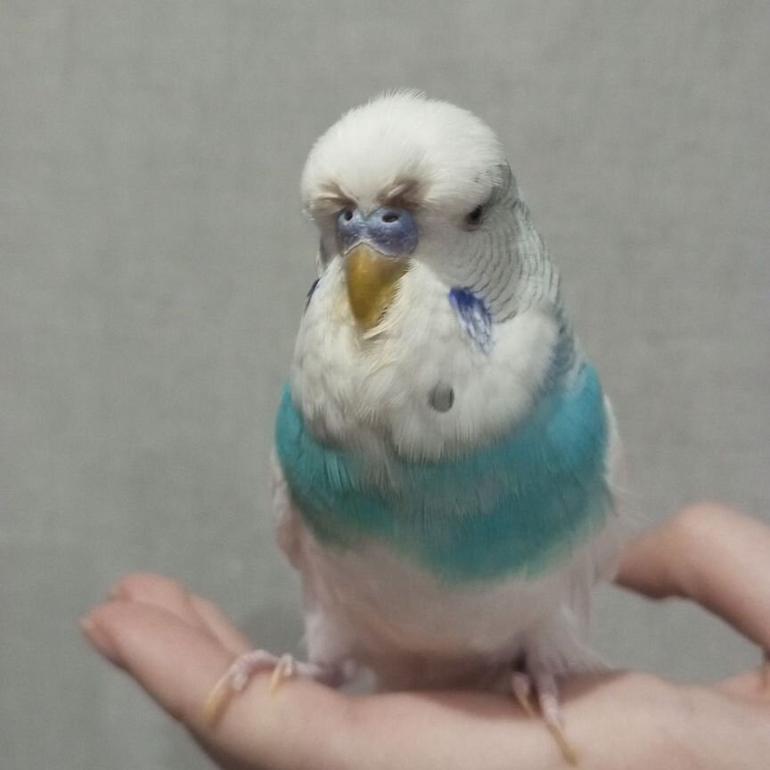 Попугаи ввп чехи