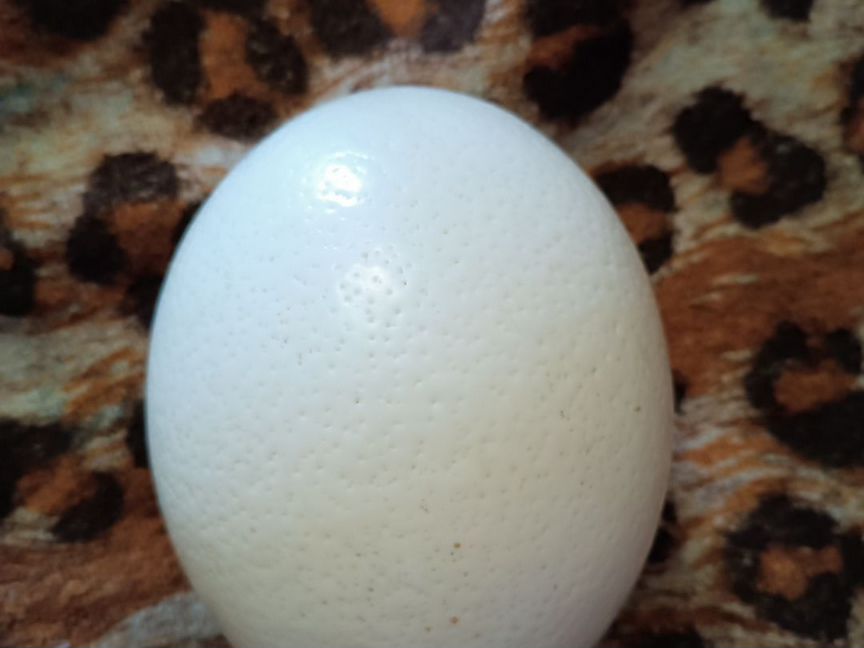Страусиное яйцо пустое