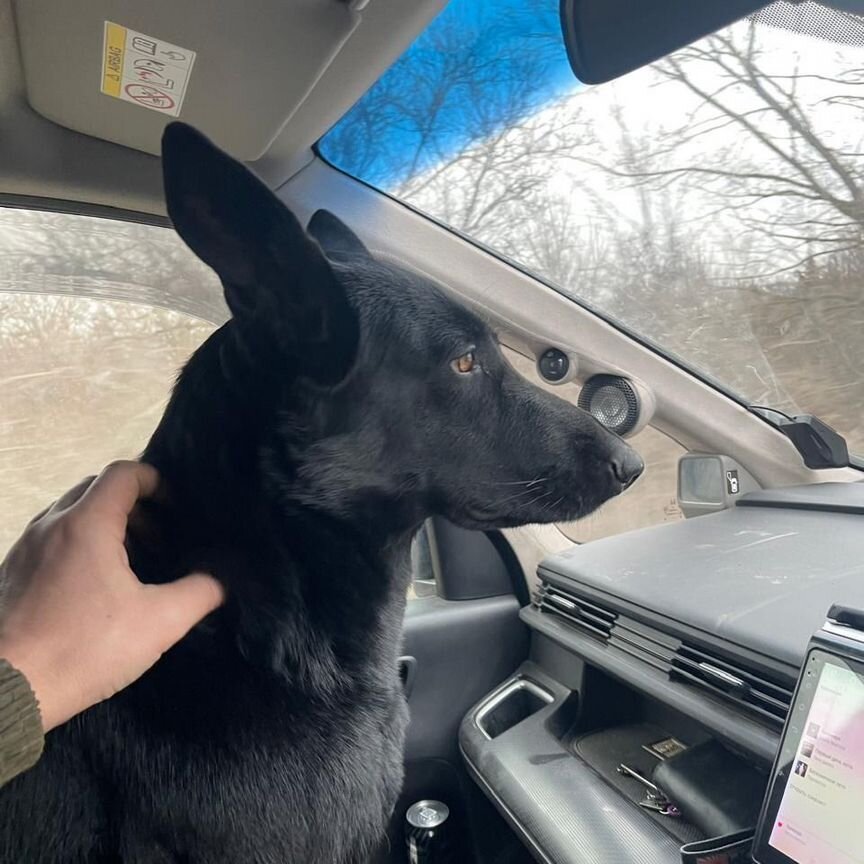 Немецкая овчарка в добрые руки