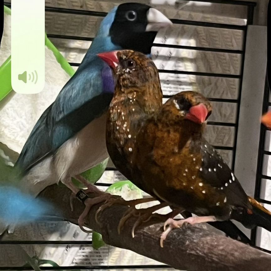 Тигровый астрильд