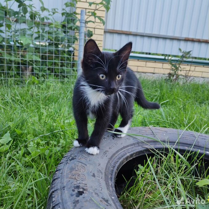 Милый котенок ищит дом