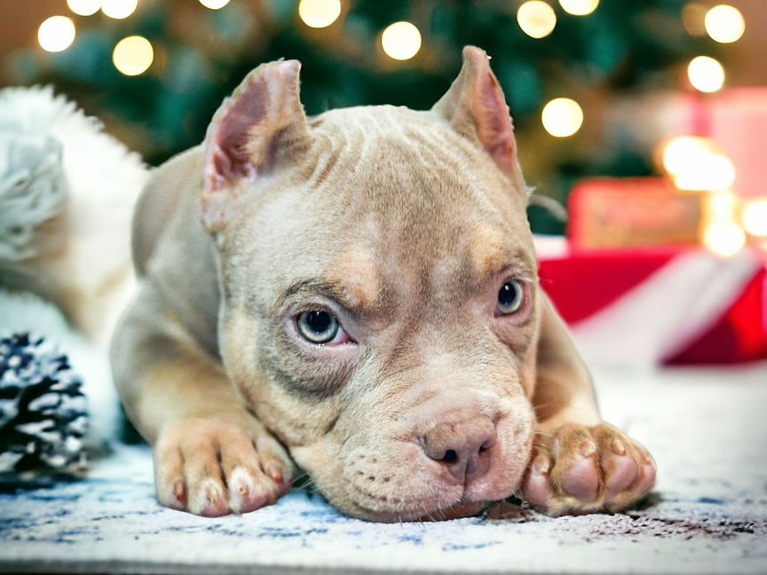 Американский булли мальчик