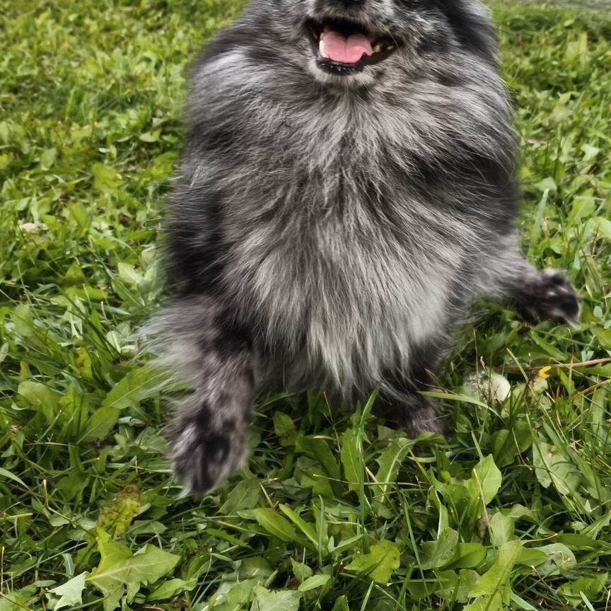 Немецкий шпиц, взрослая собака