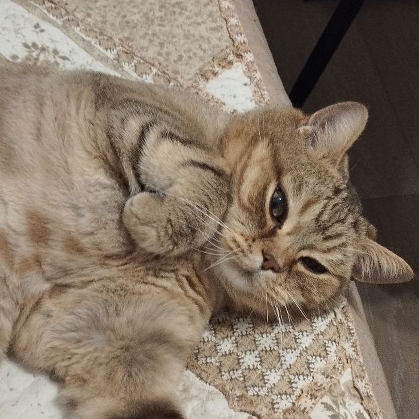 Отдам кота в добрые руки бесплатно