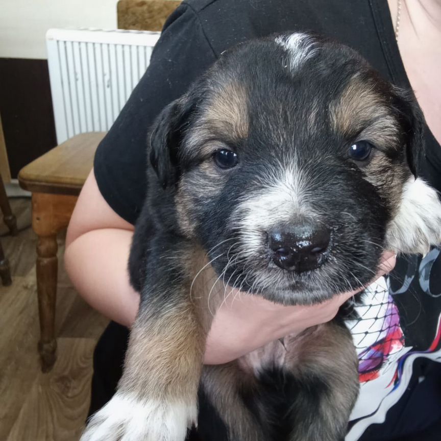 Отдам бесплатно животные собаки