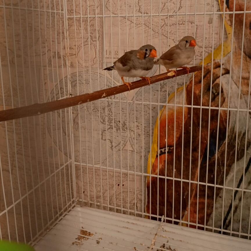 Зебровые амадины