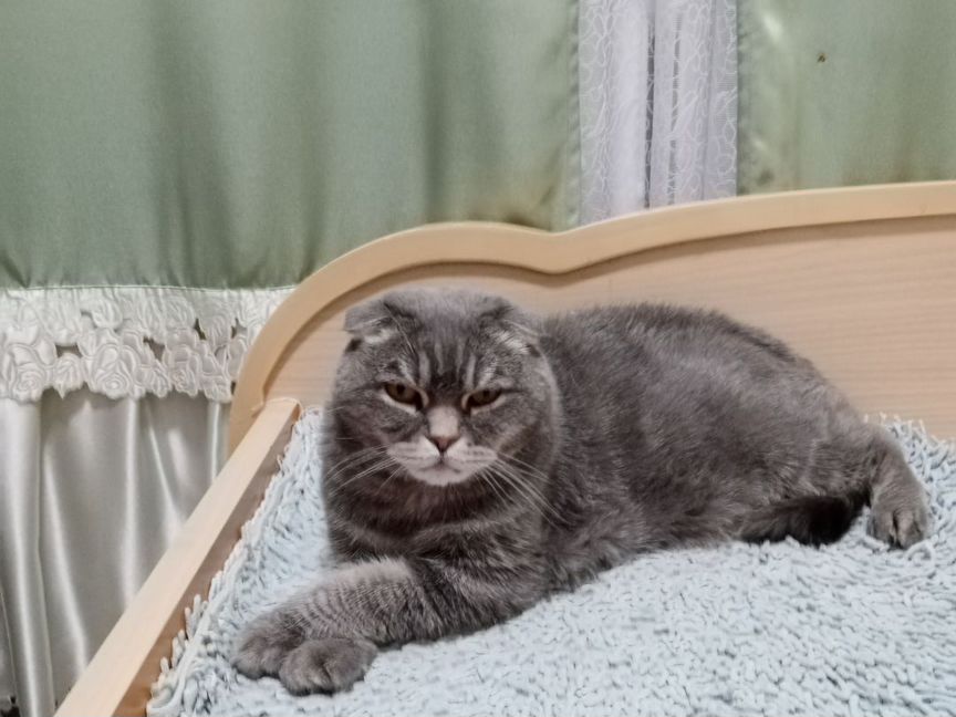 Кошка