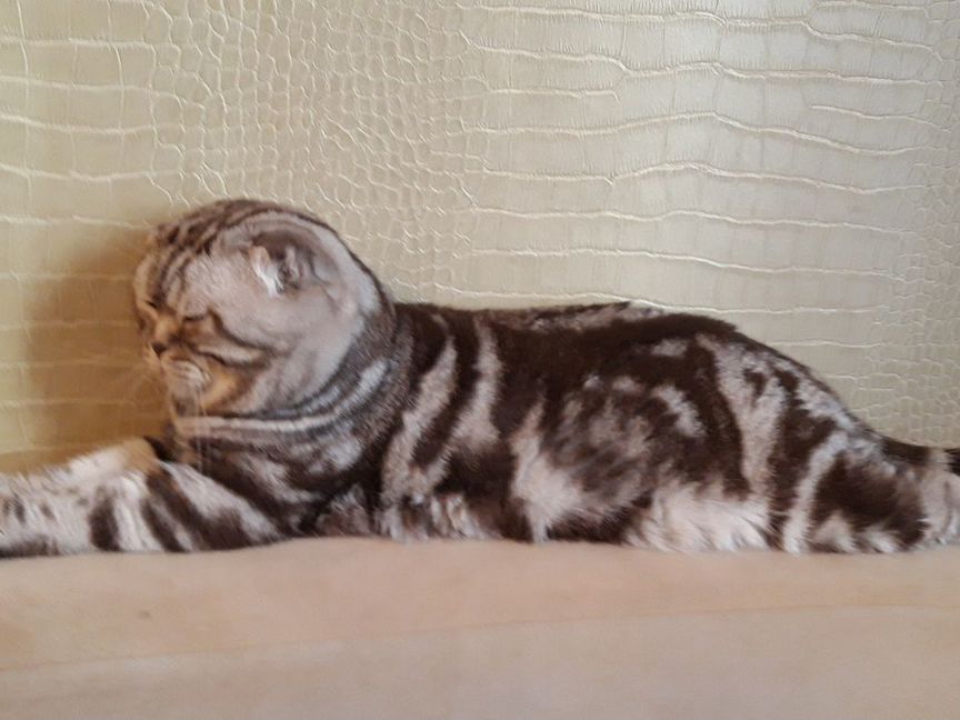 Вислоухий шоколадный котик на вязку