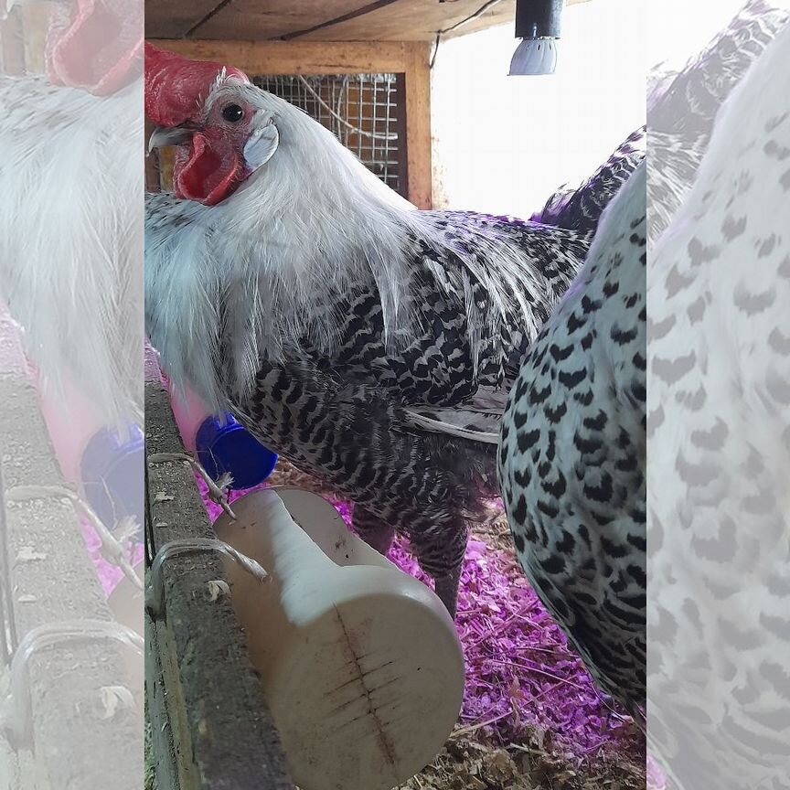 Брекель серебристый