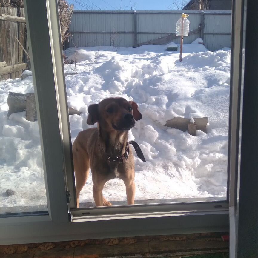 Собака Карликовый пинчер бесплатно