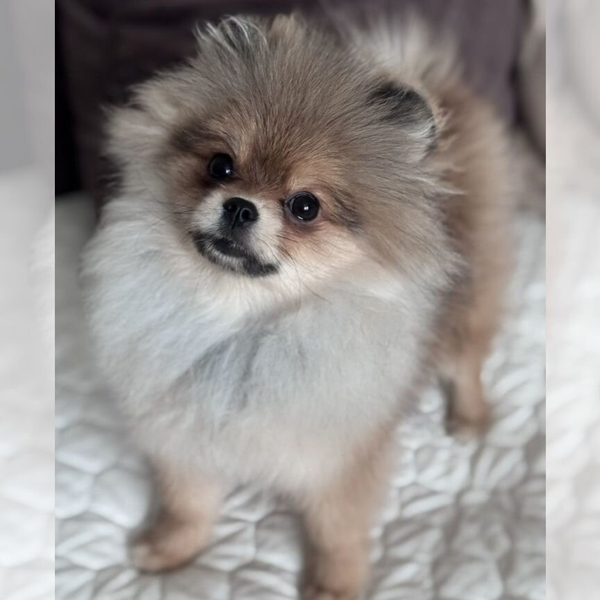 Померанский шпиц, щенок