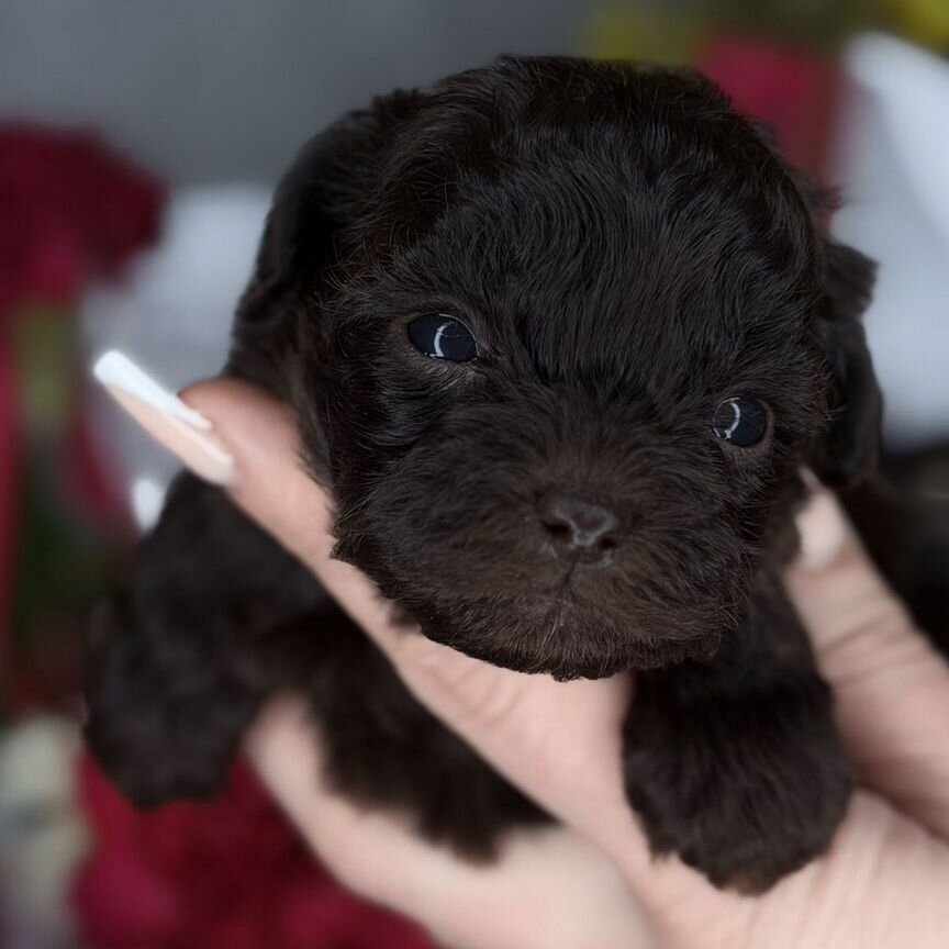 Мальтипу, щенок