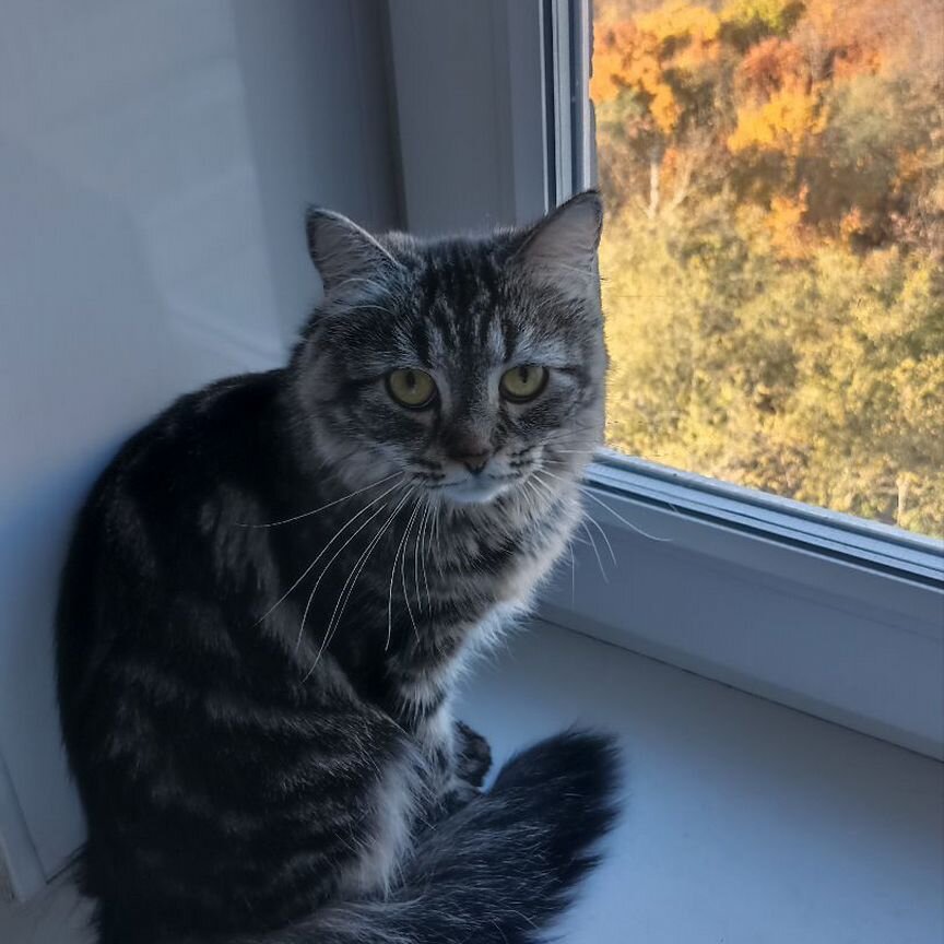 Кошка в добрые руки