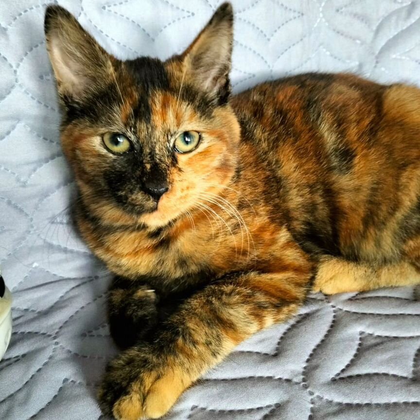 Необычного окраса кошечка в дар