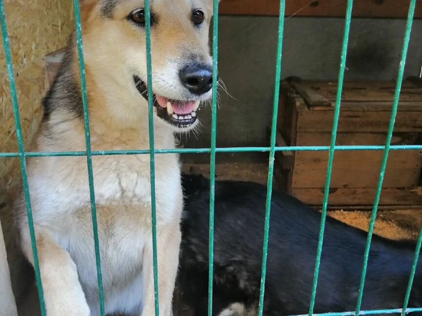 Алька ищет дом