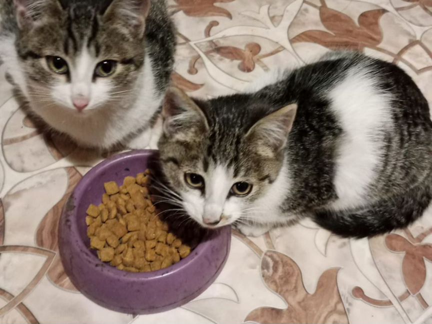 Отдам котят в добрые руки