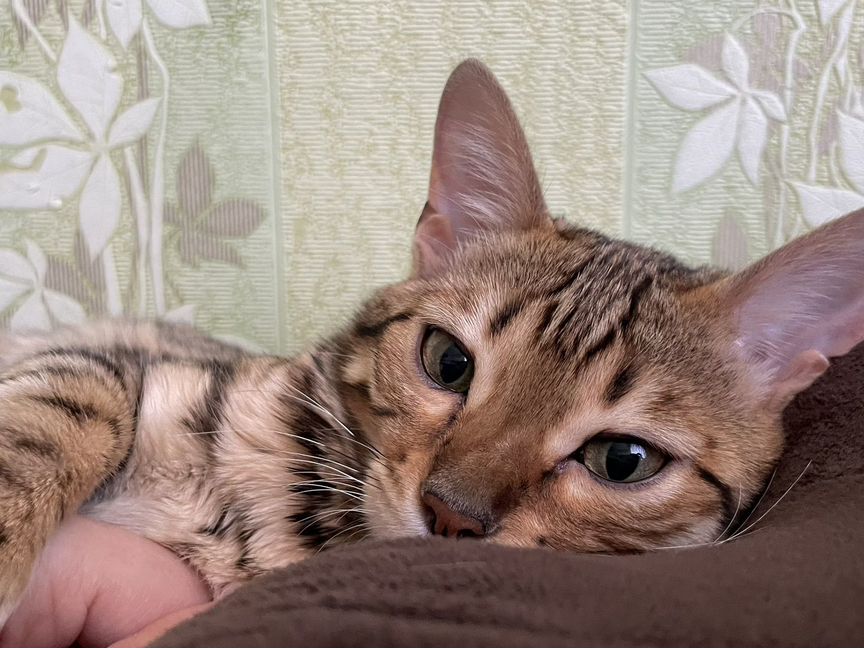 Бенгальская кошка