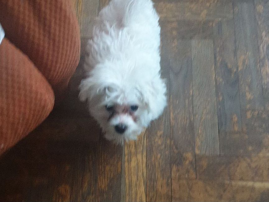 Маленькая собака Болоньез