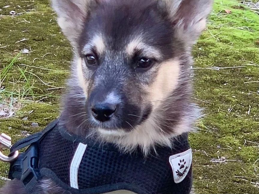 Щенок в добрые руки