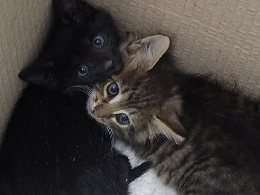 Раздаем маленьких котят